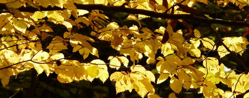 Modal, Rayon, Lyocell, & Cupro: How Semi-Synthetic Fabrics Are Made ...